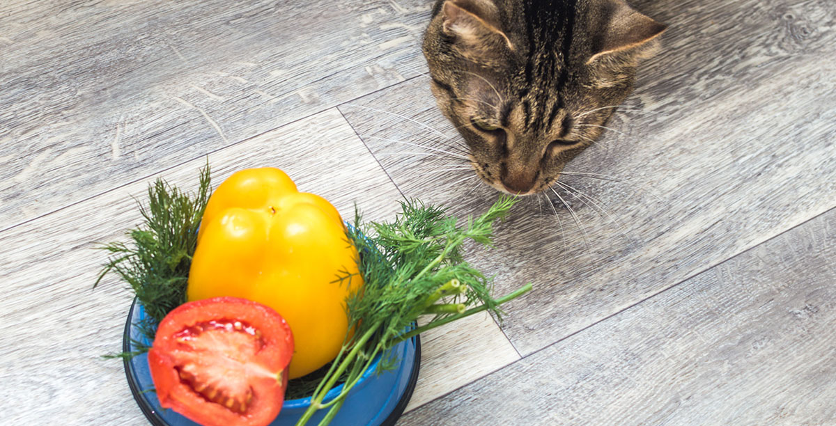 Katze vegan ernähren - geht das?