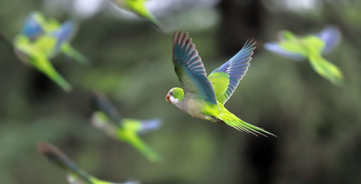 Freiflug für Vögel