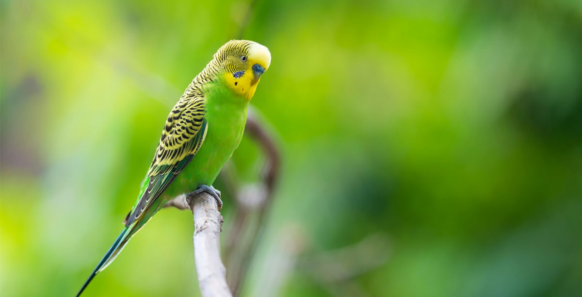 Steckbrief Wellensittich