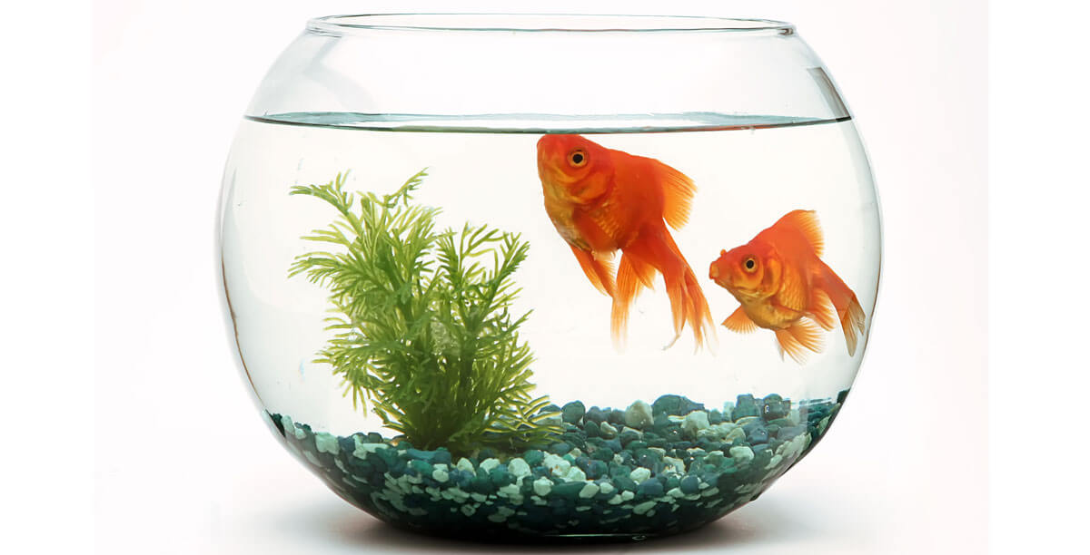 Welche Bedürfnisse haben Fische?