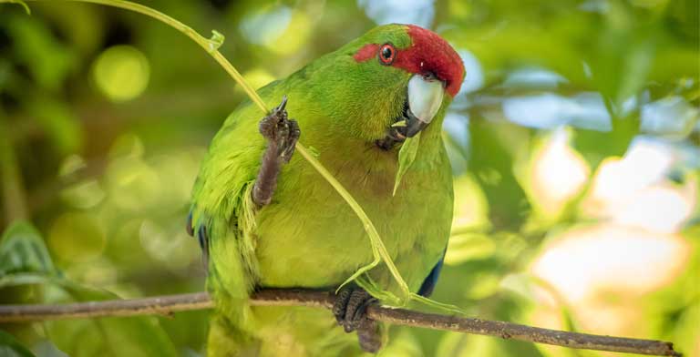 Steckbrief Ziegensittich