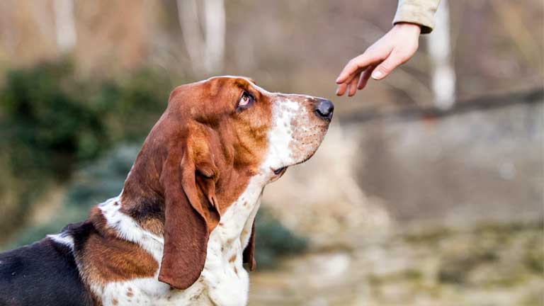 Steckbrief Basset Hound